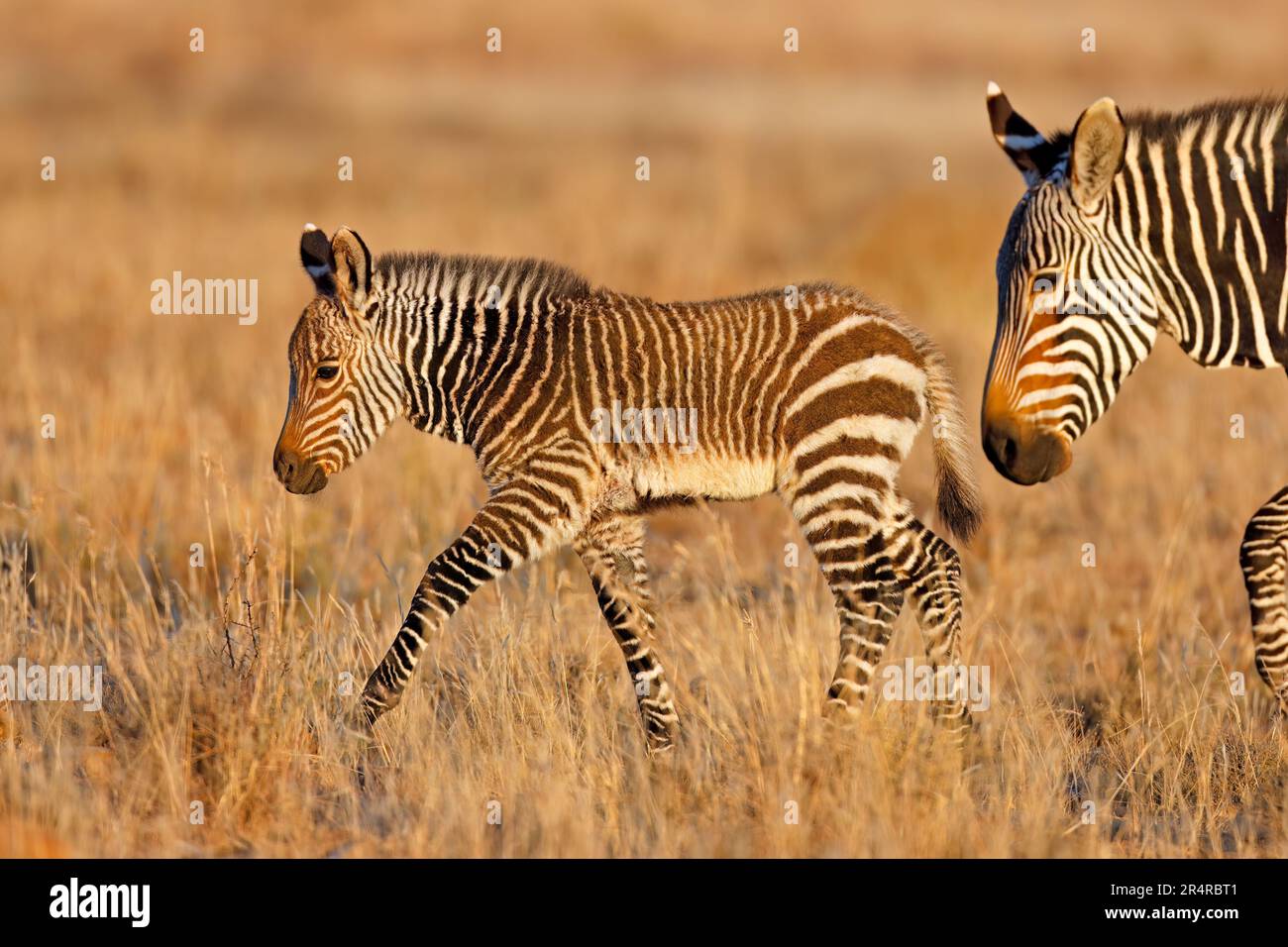 A young Cape mountain zebra (Equus zebra) foal, Mountain Zebra National ...
