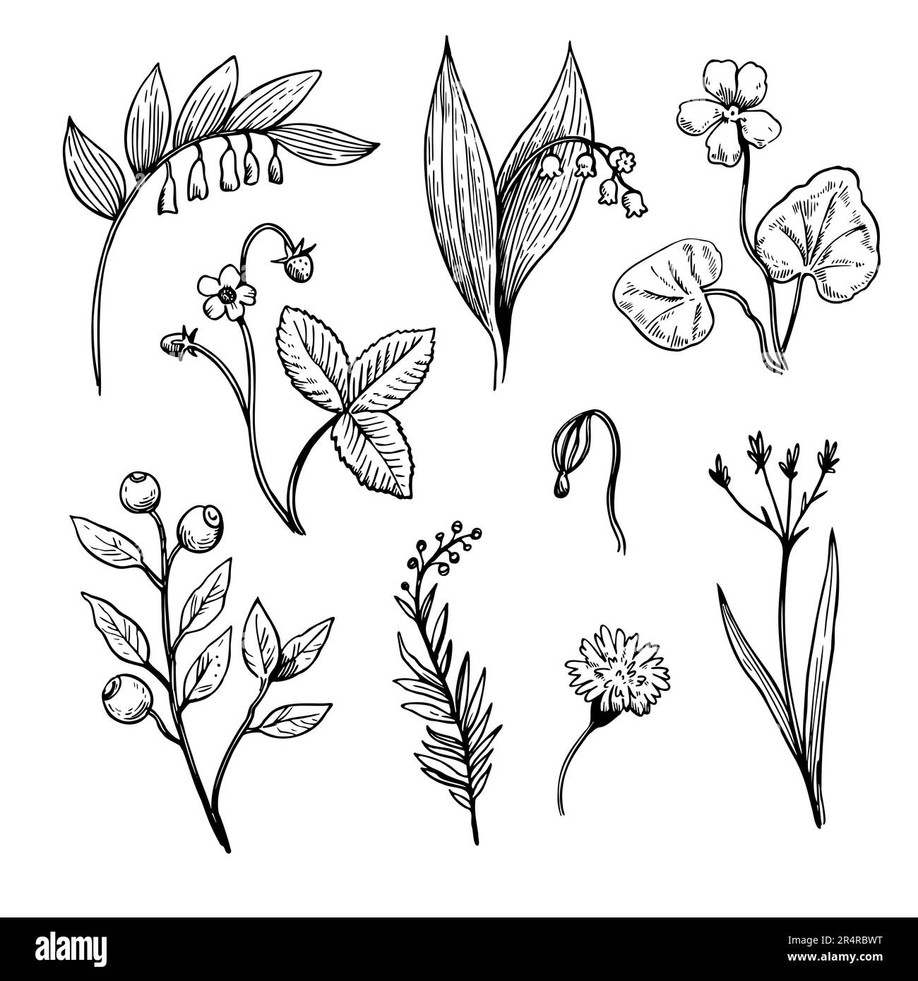 Set of black and white botanical elements. Outline sketch contour ...