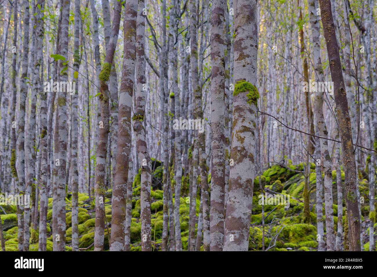 White tree trunks of Acacia dealbata in rainforest at Junee cave at ...