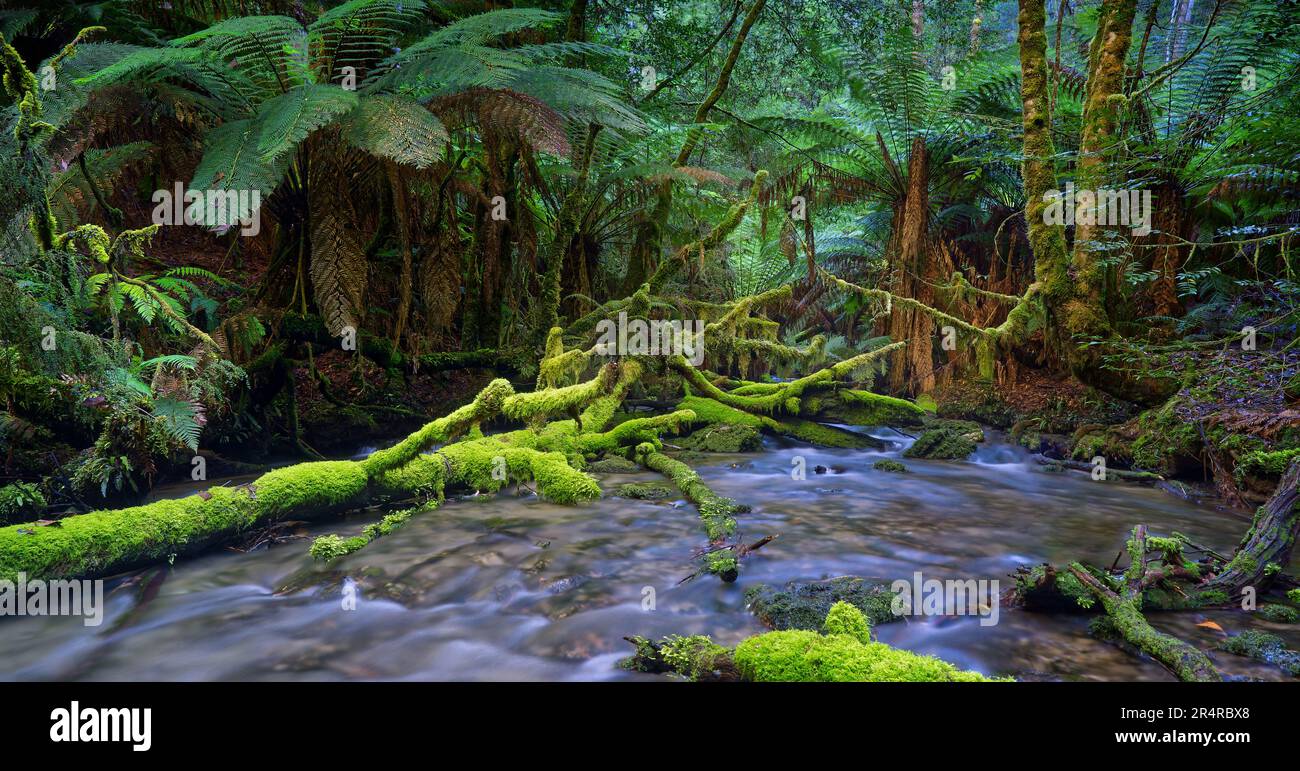 Long exposure of clear water creek in rainforest at Junee cave at ...