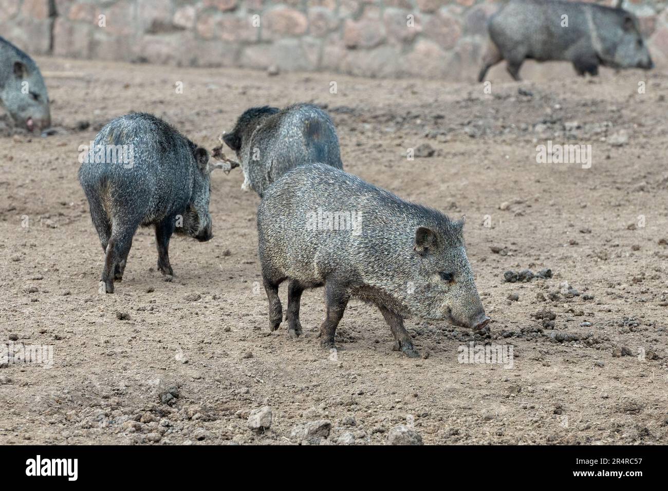 Pecari or javelina or skunk pigs in the Parque Zoologico Lecoq in the ...