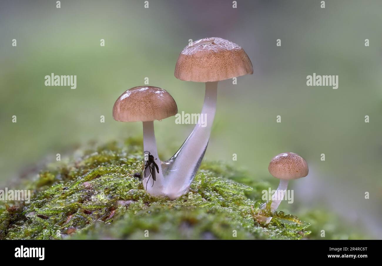 Fungus gnat caught in mucilaginous drip on Roridomyces austrororidus ...