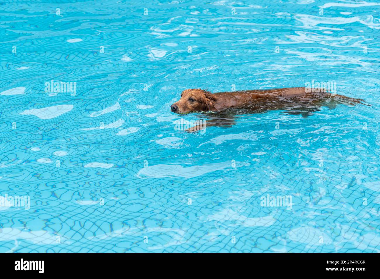 Golden retriever swimming and playing in the pool Stock Photo - Alamy