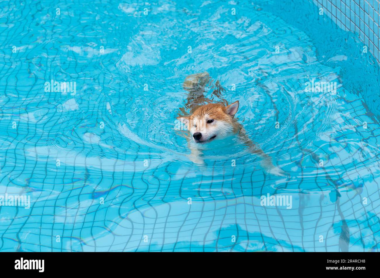 Shiba Inu swimming in the pool Stock Photo - Alamy