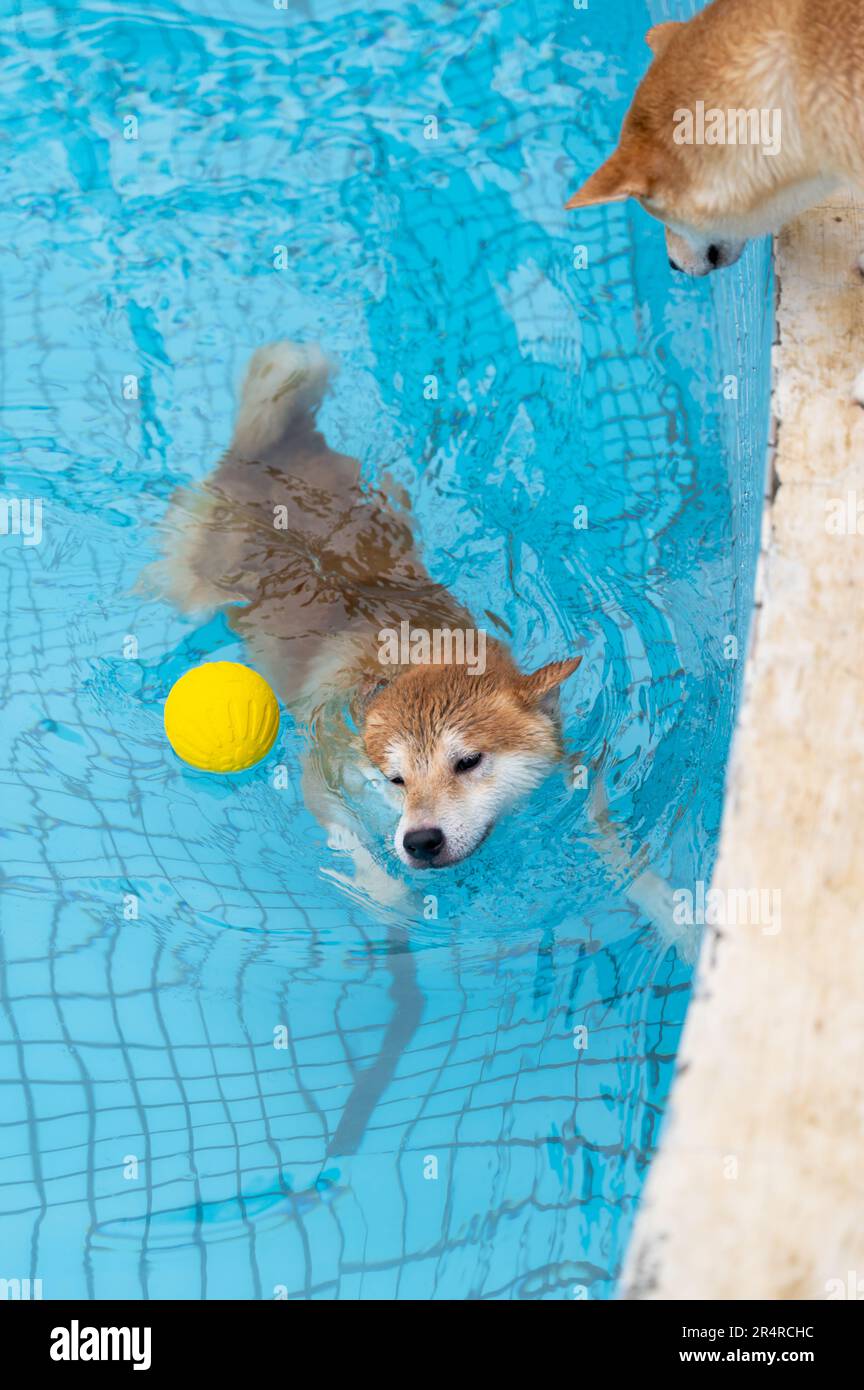 Shiba Inu swimming in the pool Stock Photo - Alamy