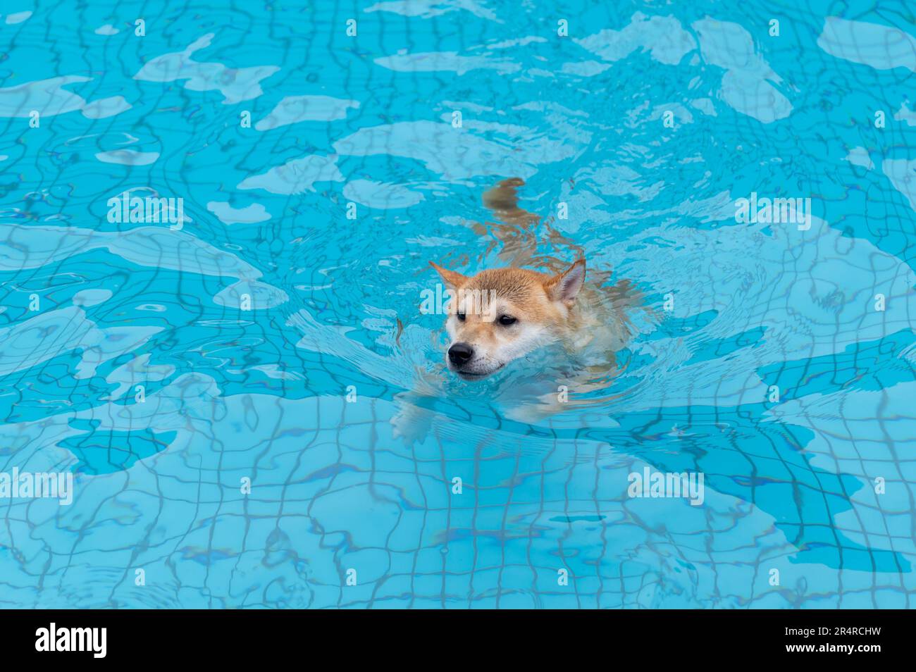 Shiba Inu swimming in the pool Stock Photo - Alamy