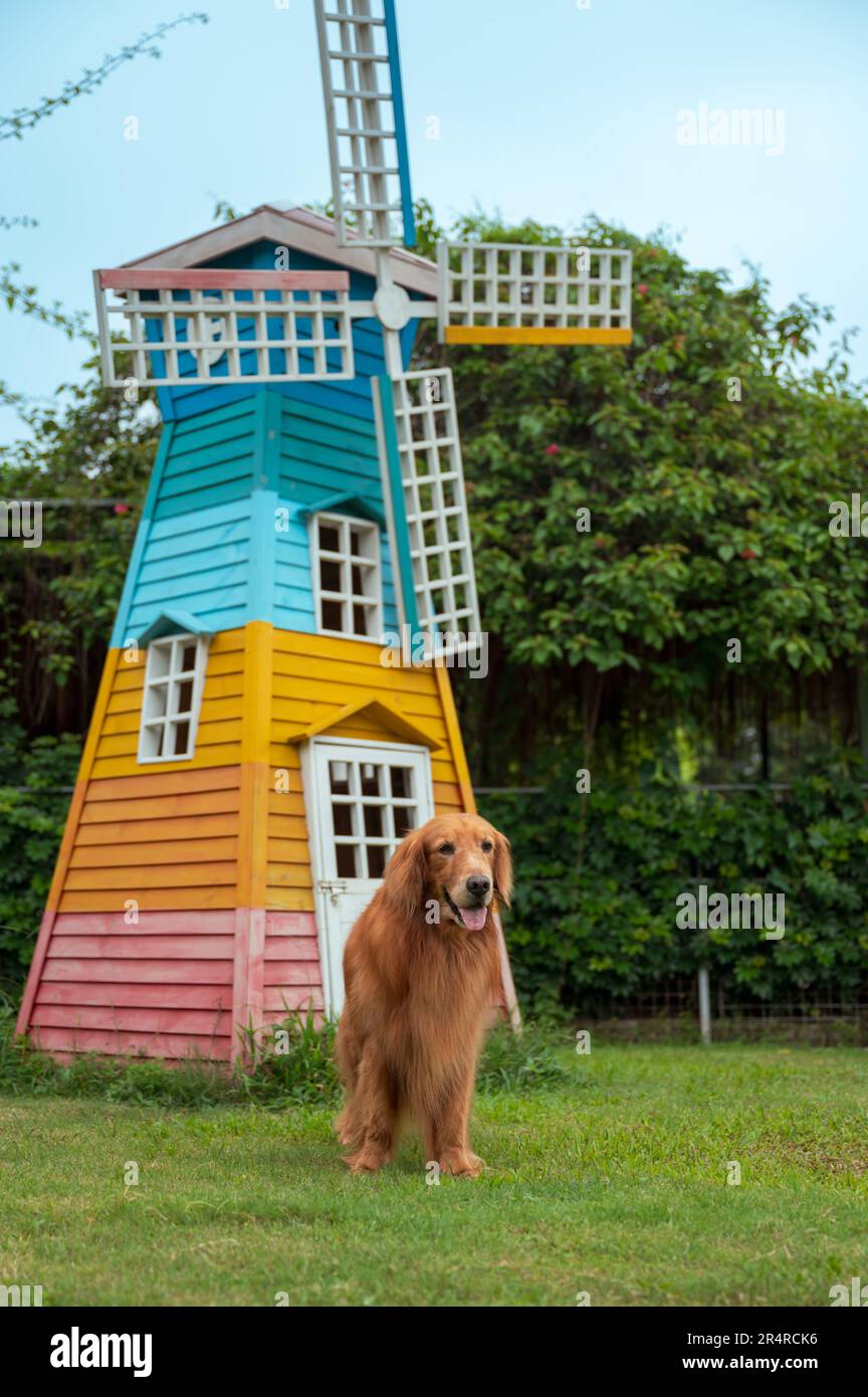 Golden retriever dog stands on the grass next to a small windmill Stock ...