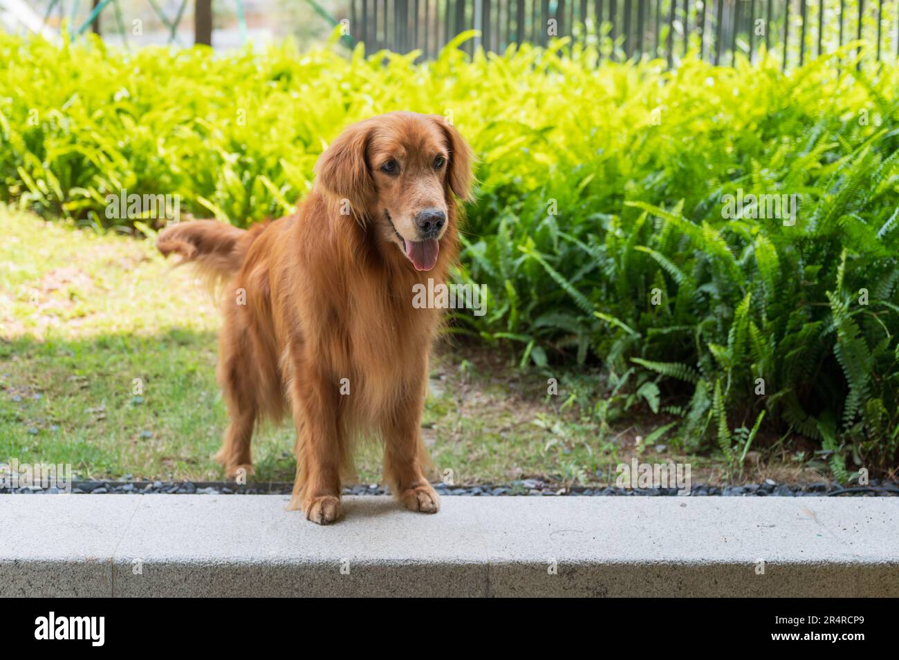 Golden Retriever standing near plants in the garden Stock Photo - Alamy