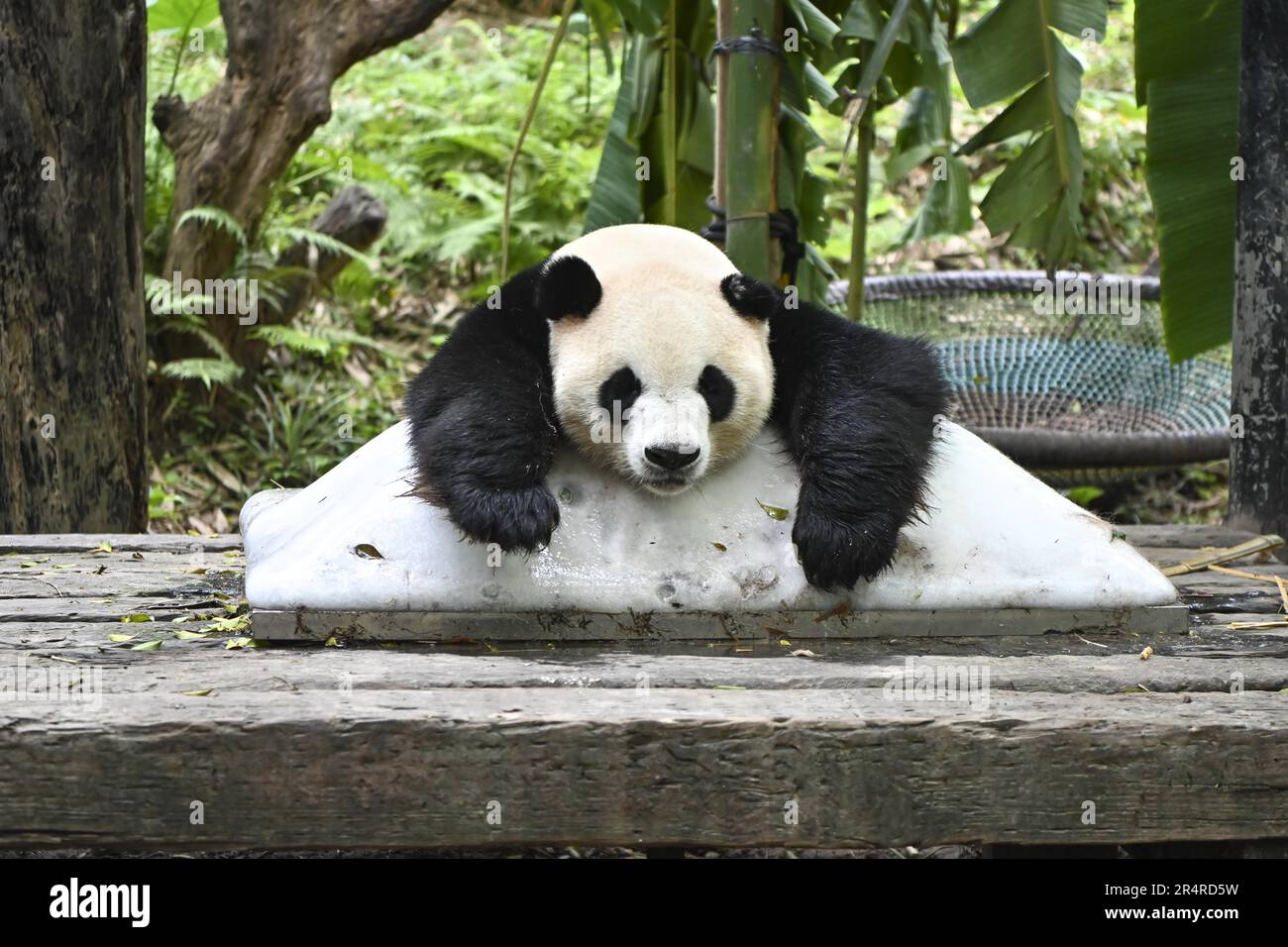 **CHINESE MAINLAND, HONG KONG, MACAU AND TAIWAN OUT** Giant panda Ting ...
