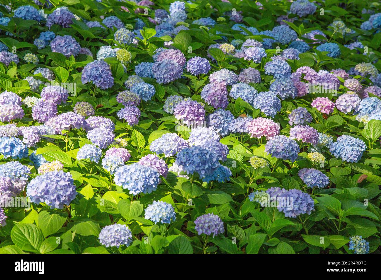 A field of Hydrangea Stock Photo - Alamy