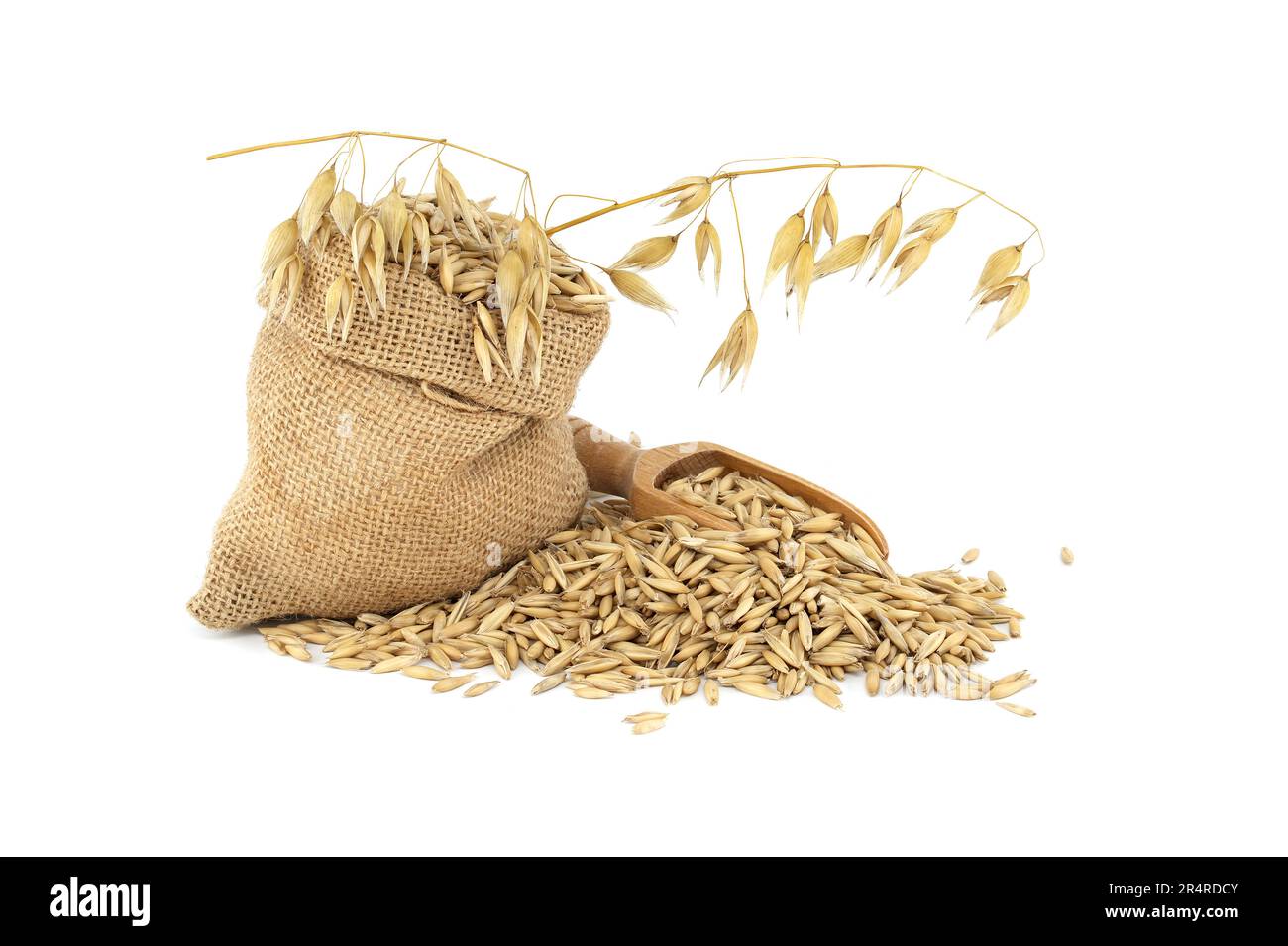 Oat grains with hulls or husks in burlap bag isolated on a white ...