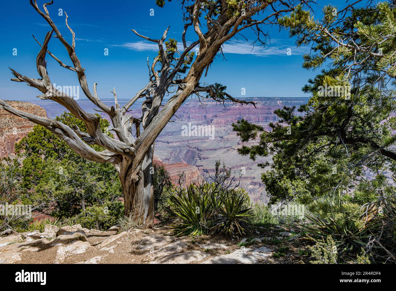 South Rim of the Grand Canyon in Springtime Stock Photo - Alamy