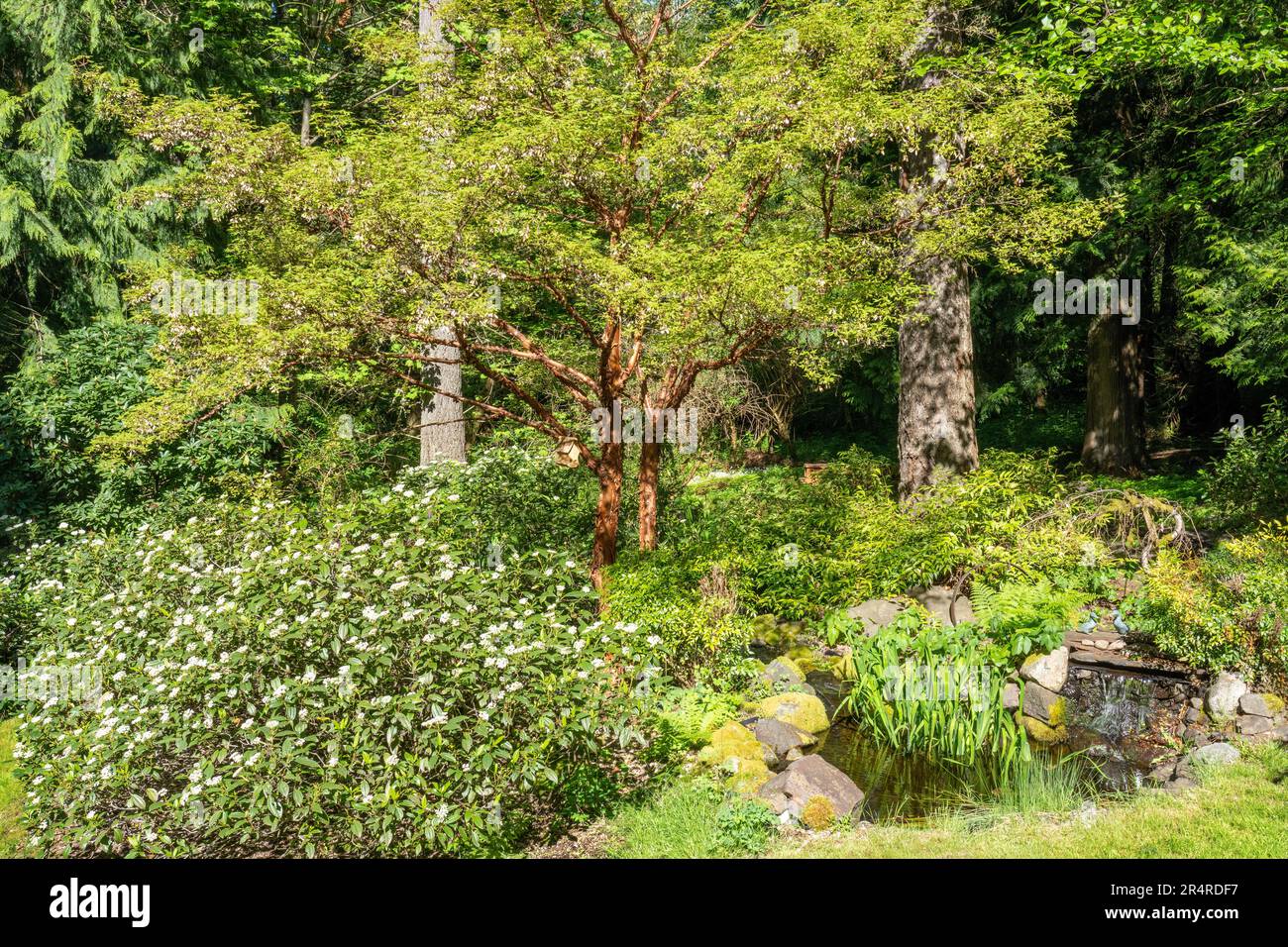 Issaquah, Washington, USA. Water feature backyard pond with waterfall ...