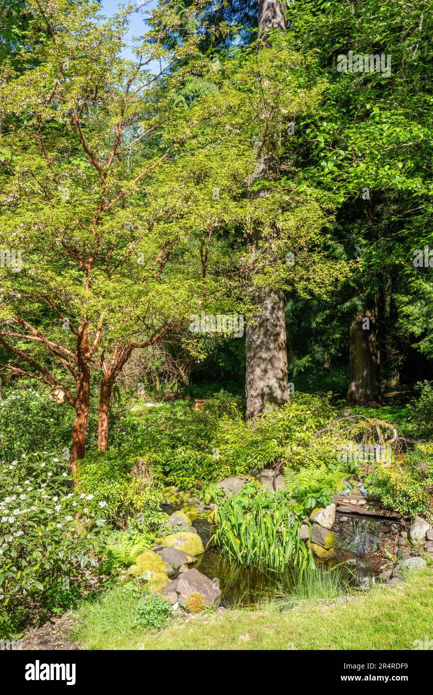 Issaquah, Washington, USA. Water feature backyard pond with waterfall ...
