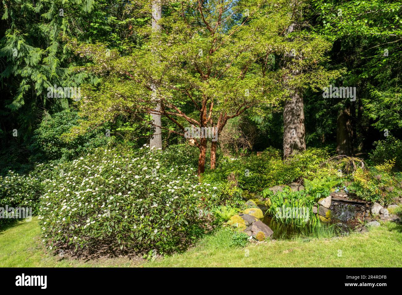 Issaquah, Washington, USA. Water feature backyard pond with waterfall ...