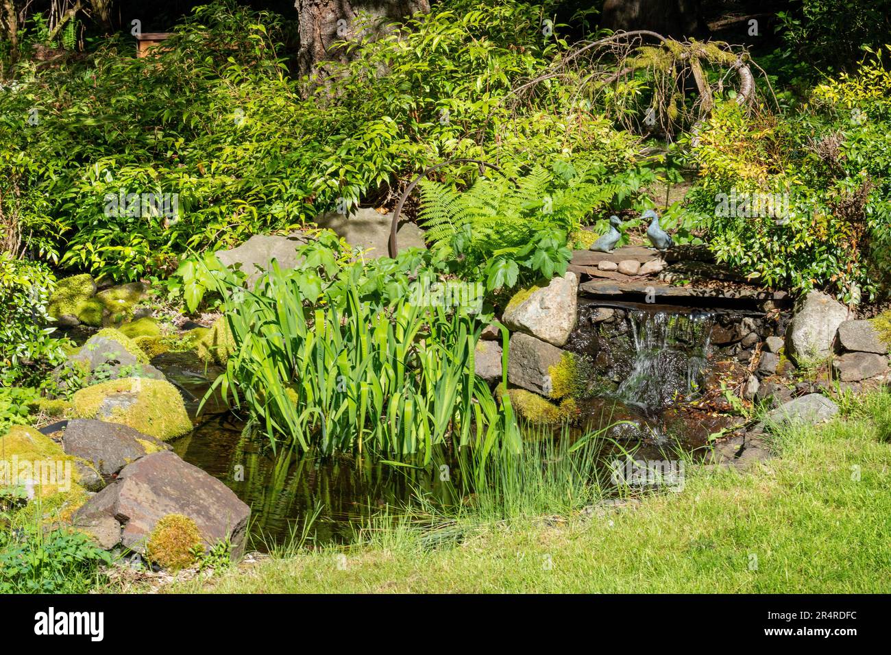 Issaquah, Washington, USA. Water feature backyard pond with waterfall ...