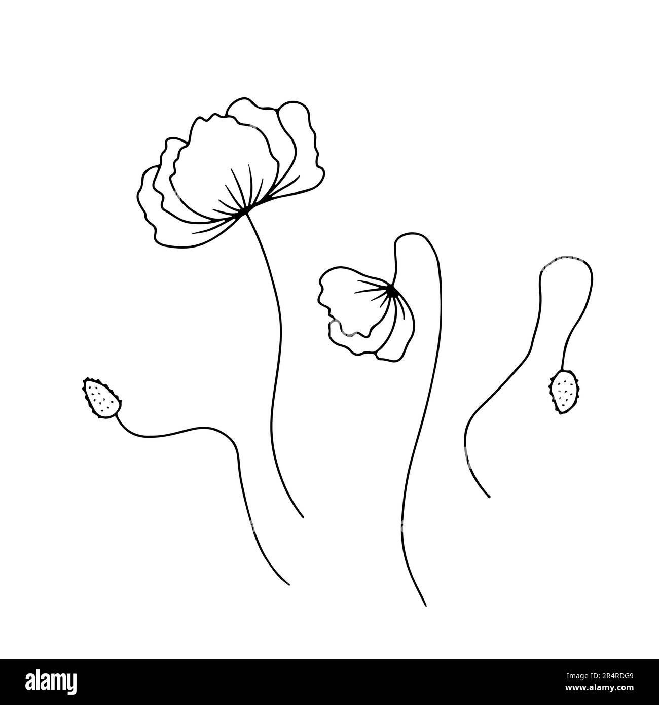 Hand drawn poppy flowers illustrations set isolated on white background ...