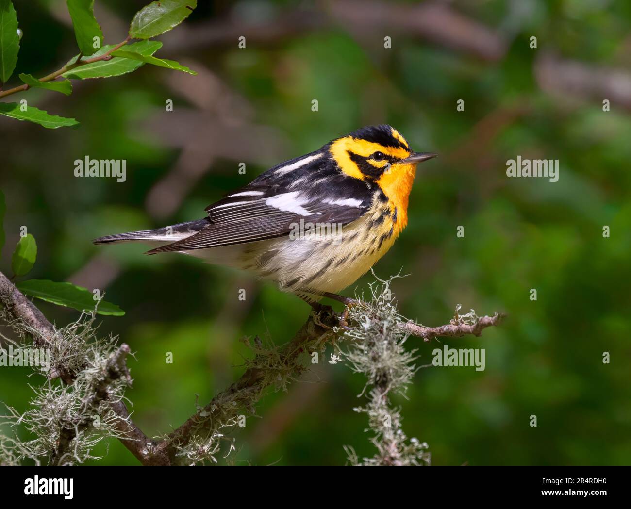 Blackburnian warbler (Setophaga fusca) during spring migration in ...