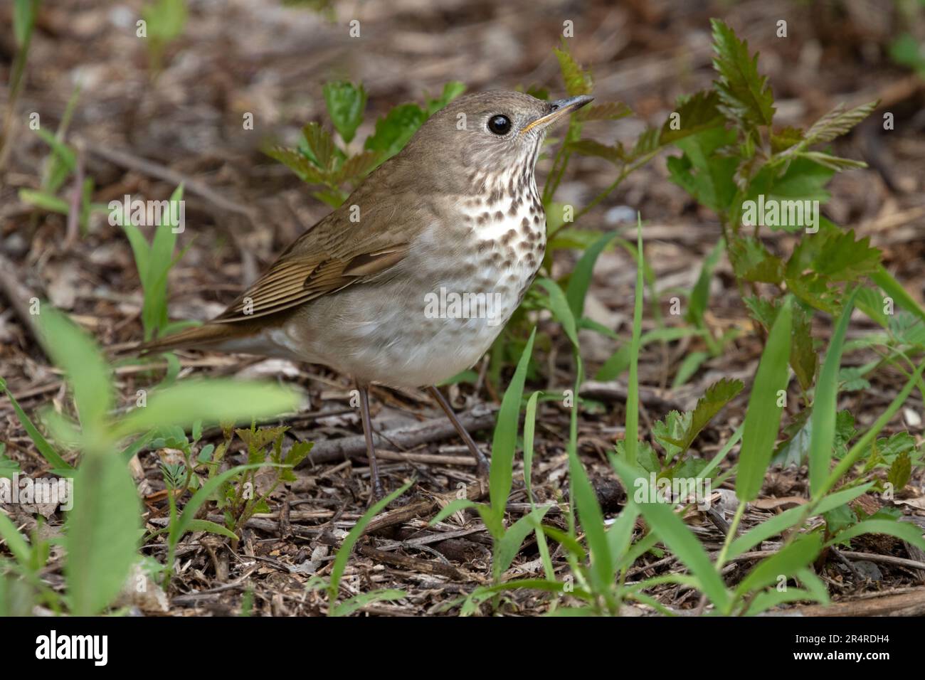 Gray-cheeked Thrush (Catharus minimus) in Galveston during spring ...