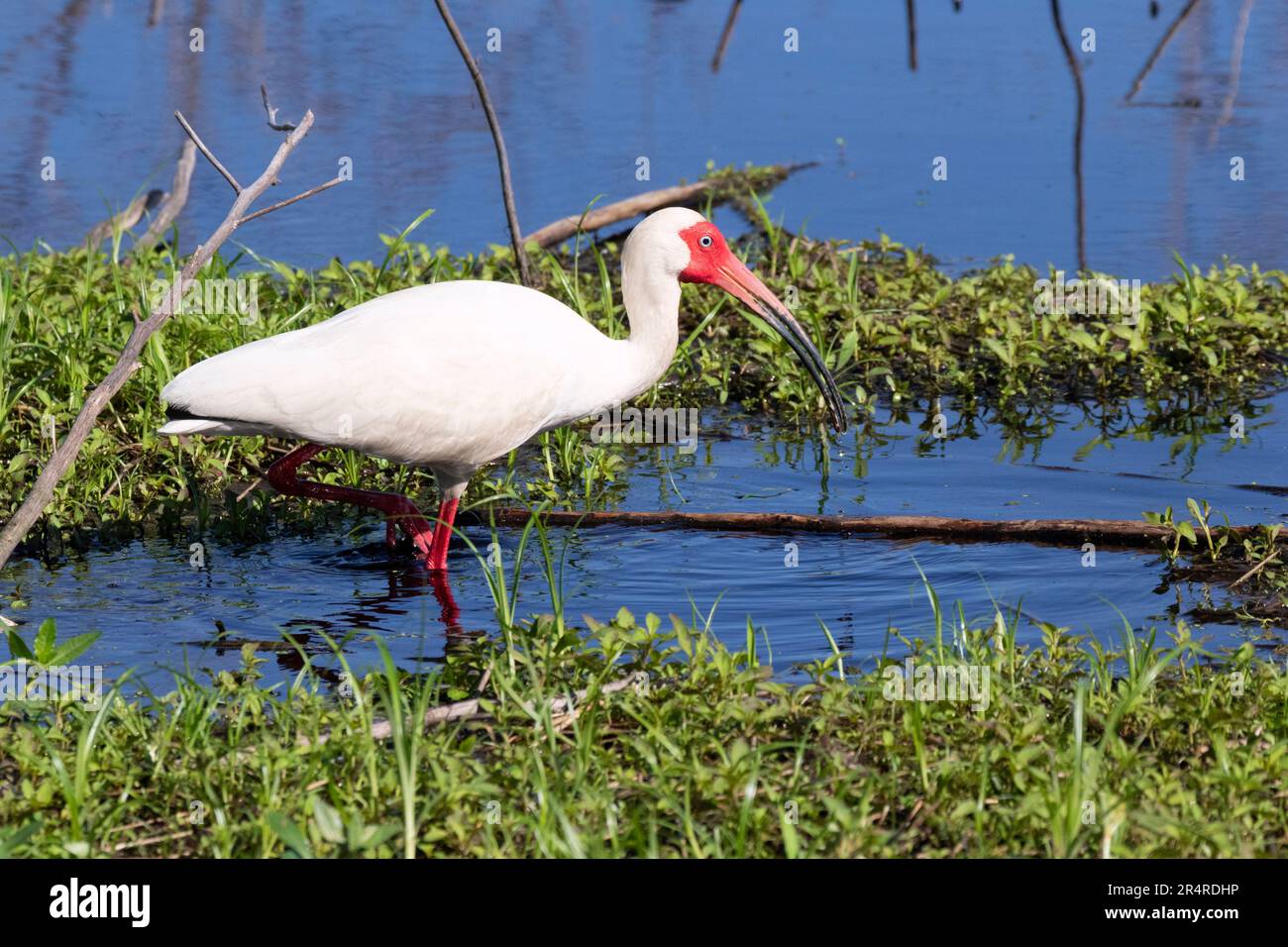 American white ibis at Brazos band state park, Texas, USA Stock Photo ...