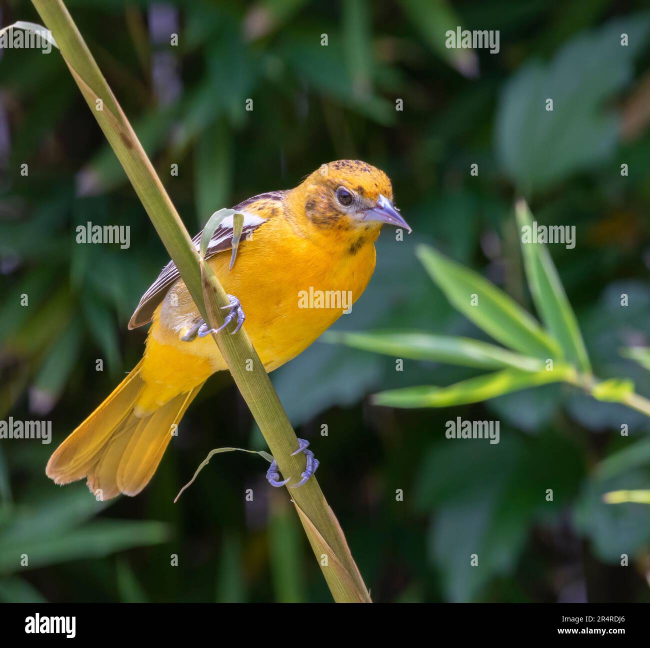 Female oriole spring hi-res stock photography and images - Alamy
