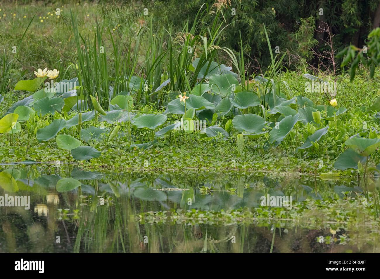 American lotus nelumbo lutea flower hi-res stock photography and images ...