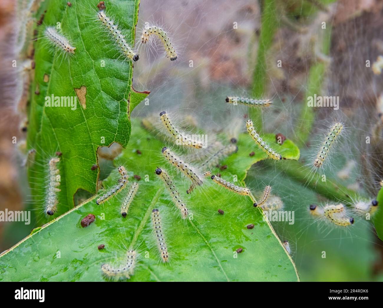 Web nest of fall webworms, (Hyphantria cunea) , Brazos Bend State Park ...