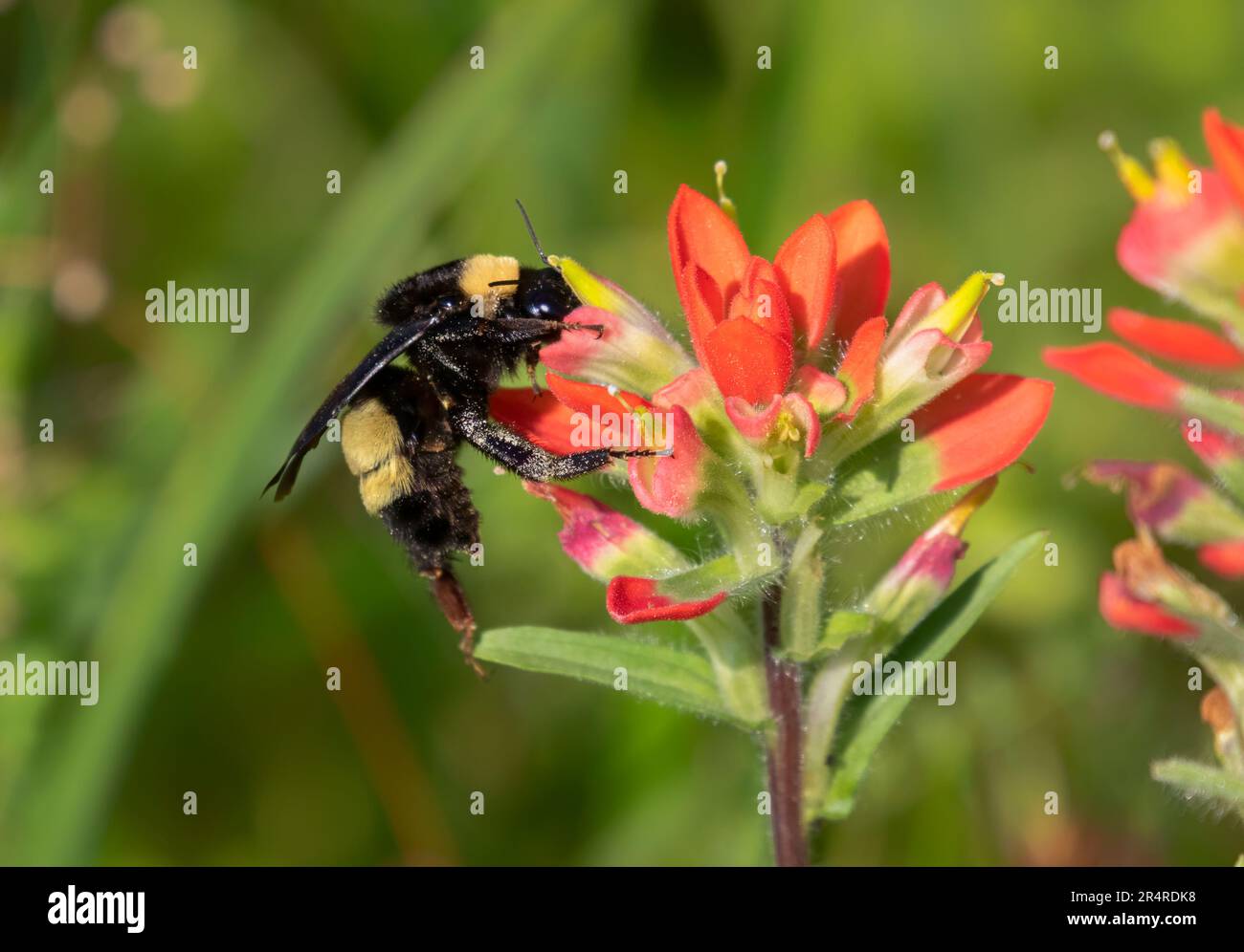 Bumblebee feeding on Indian paintbrush flowers, Galveston, Texas Stock ...