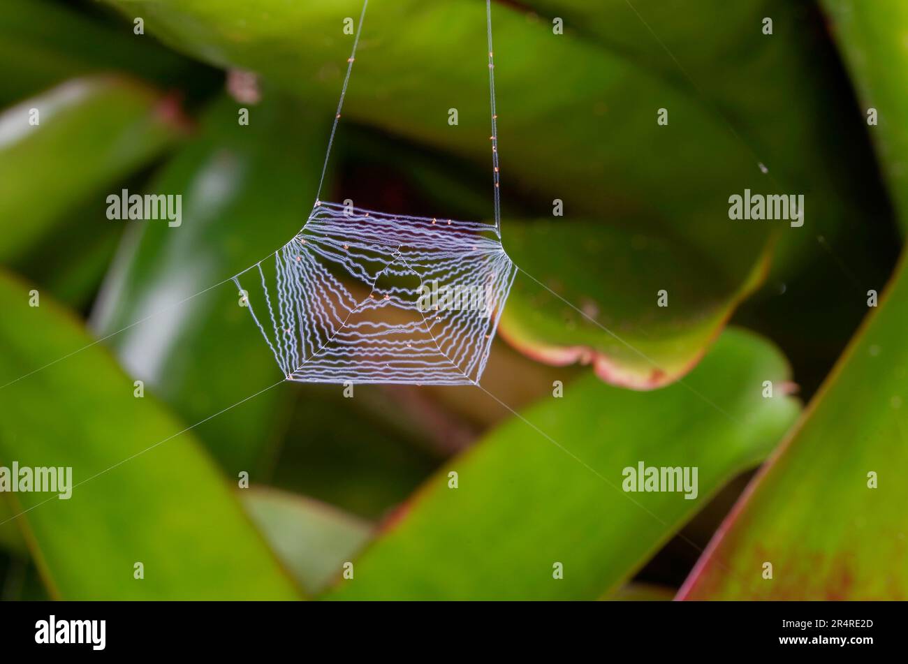 Net of Net Casting Spider Stock Photo - Alamy