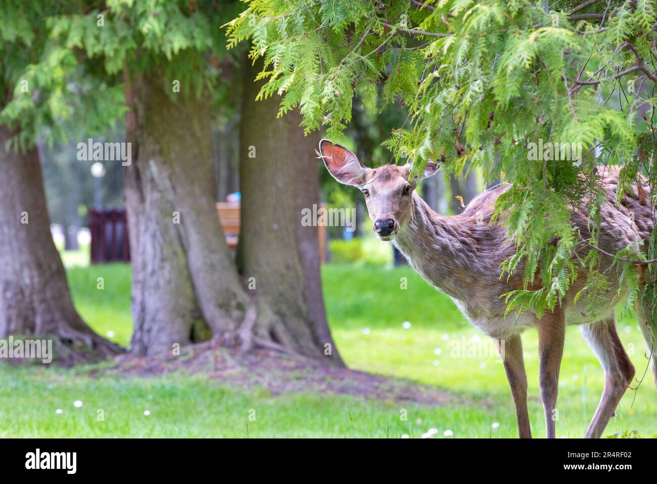 A young fawn looks curiously from behind the branches of a tree and ...