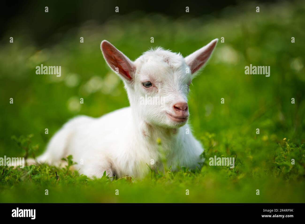 White baby goat on green grass with flowers Stock Photo - Alamy