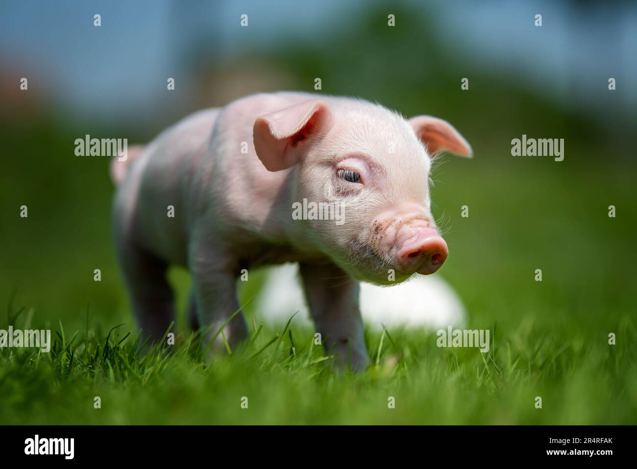 Newborn baby ear close hi-res stock photography and images - Alamy