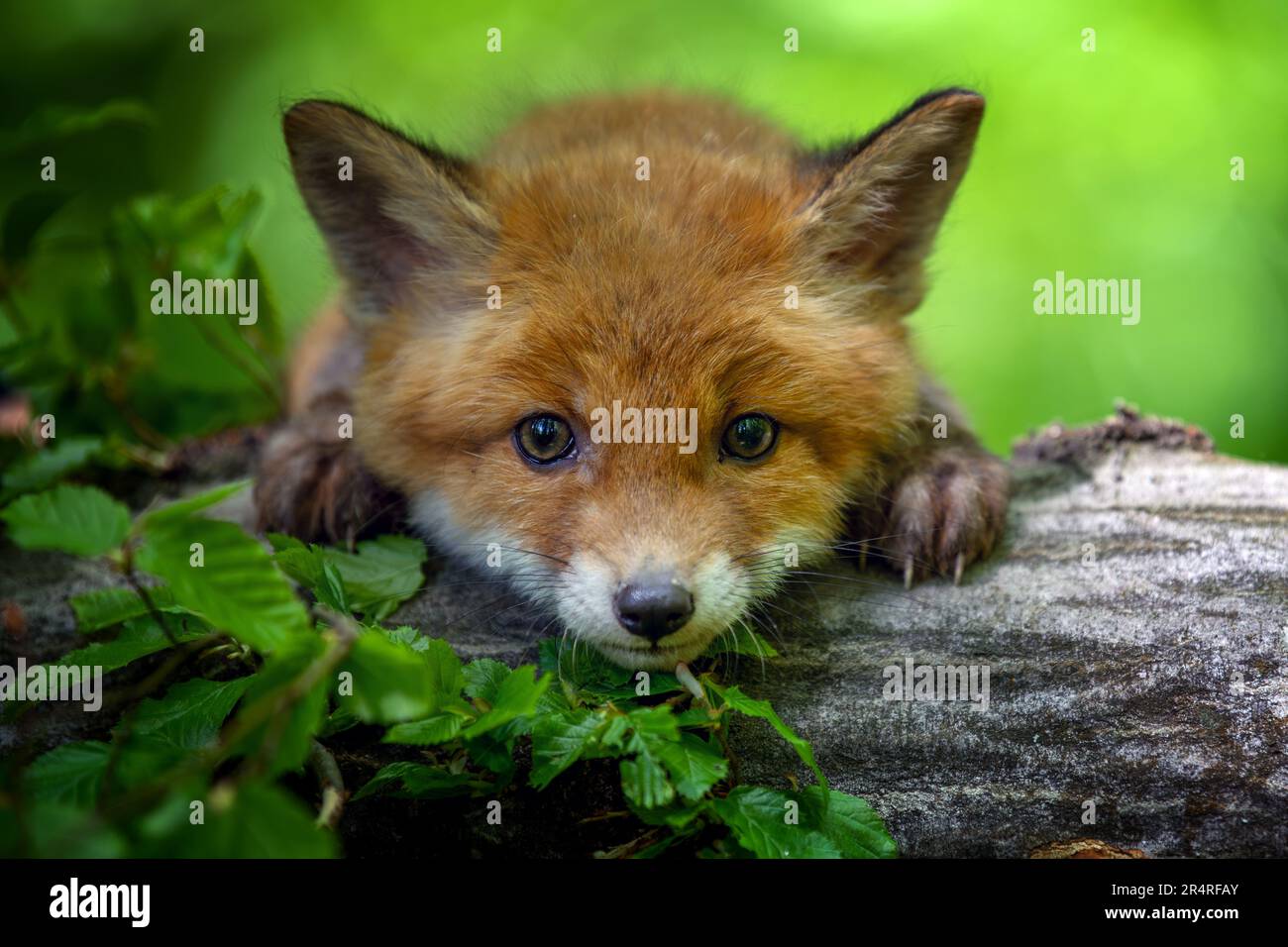 Red fox, vulpes vulpes, small young cub in forest. Cute little wild ...