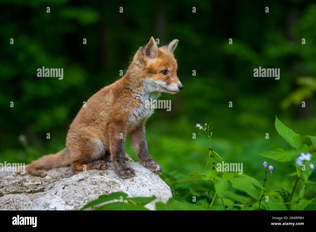 Red fox, vulpes vulpes, small young cub in forest. Cute little wild ...