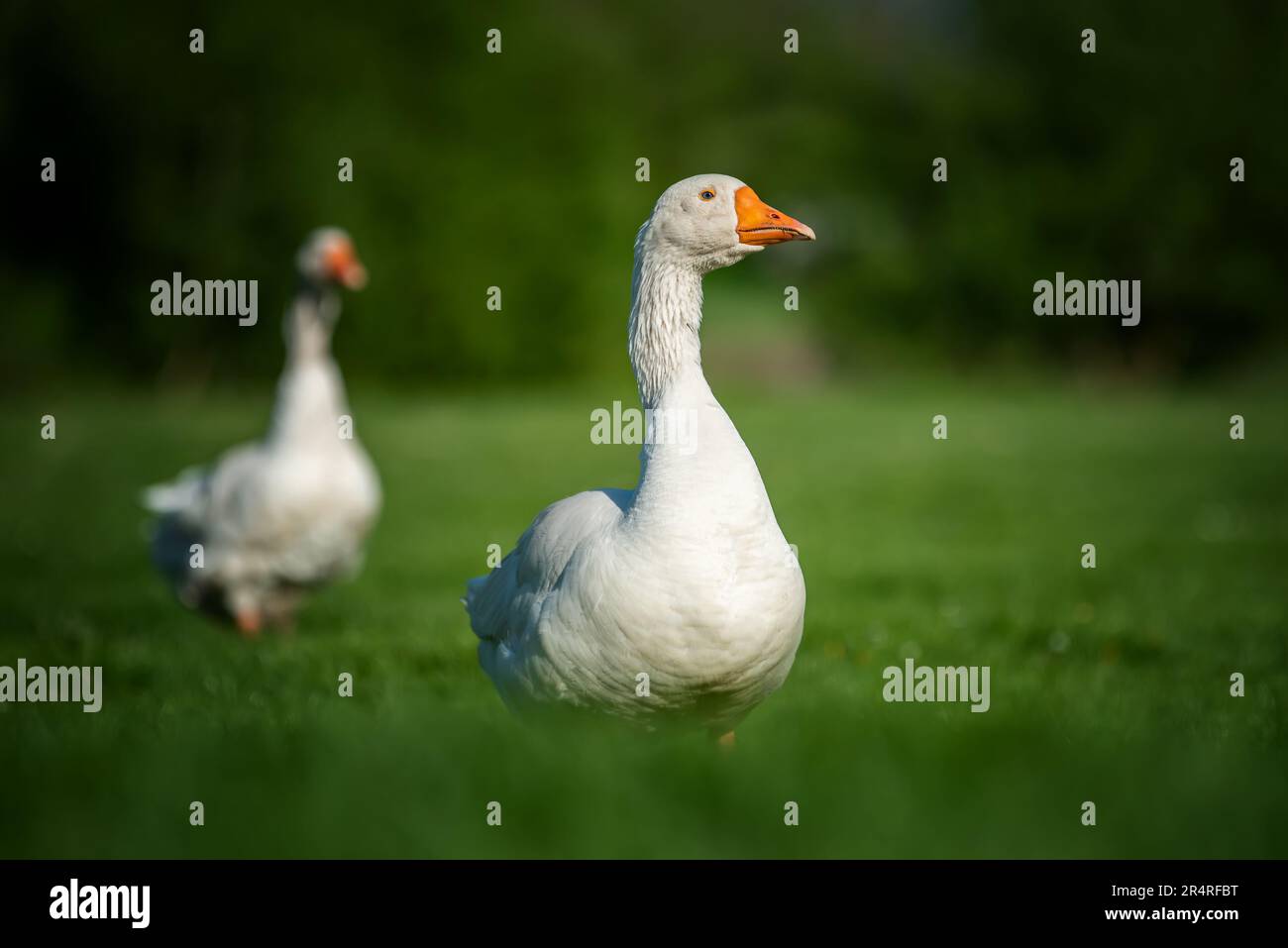White spring animal hi-res stock photography and images - Alamy