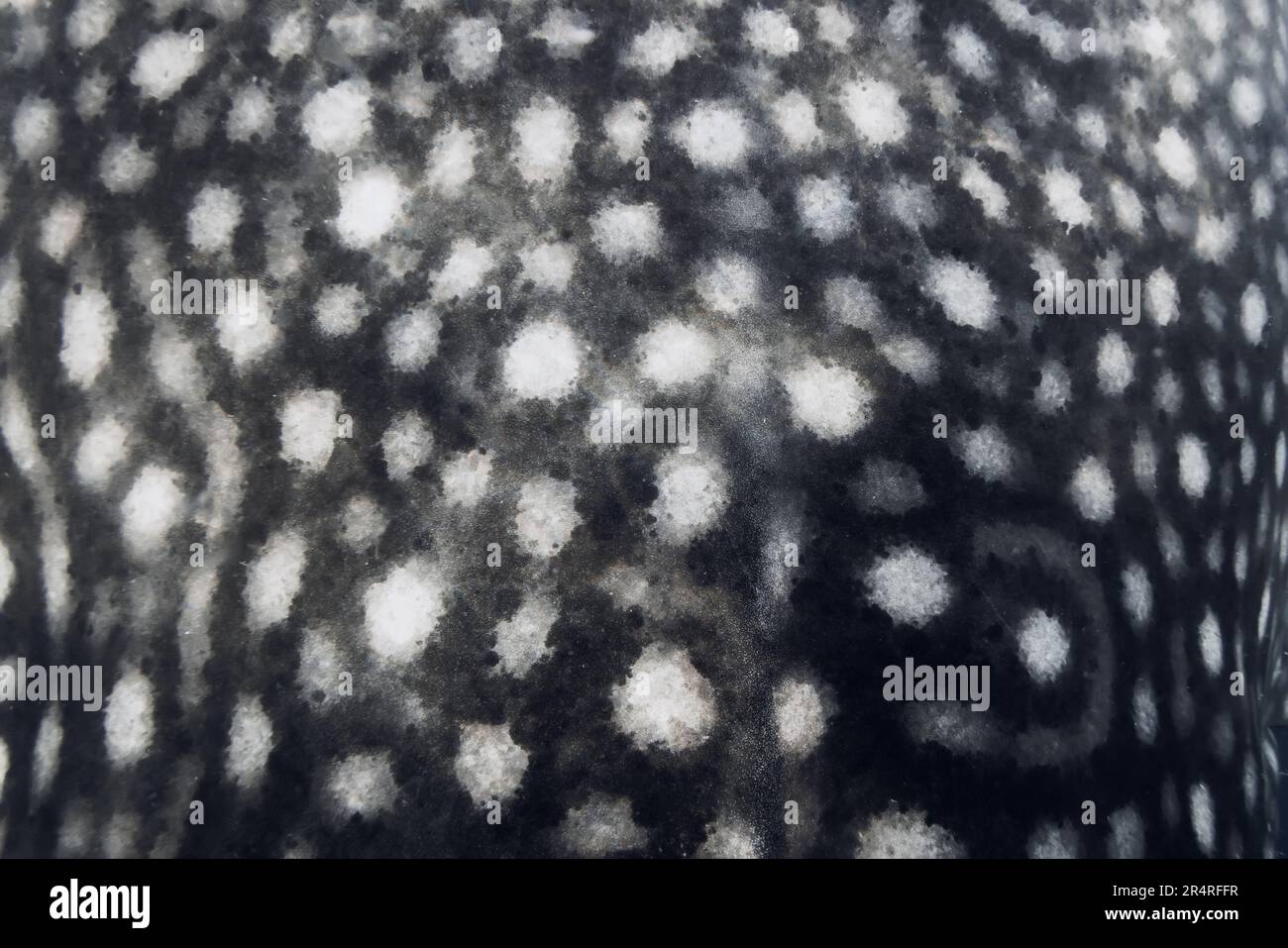 Organic shapes seamless pattern. Whale shark skin print texture Stock ...