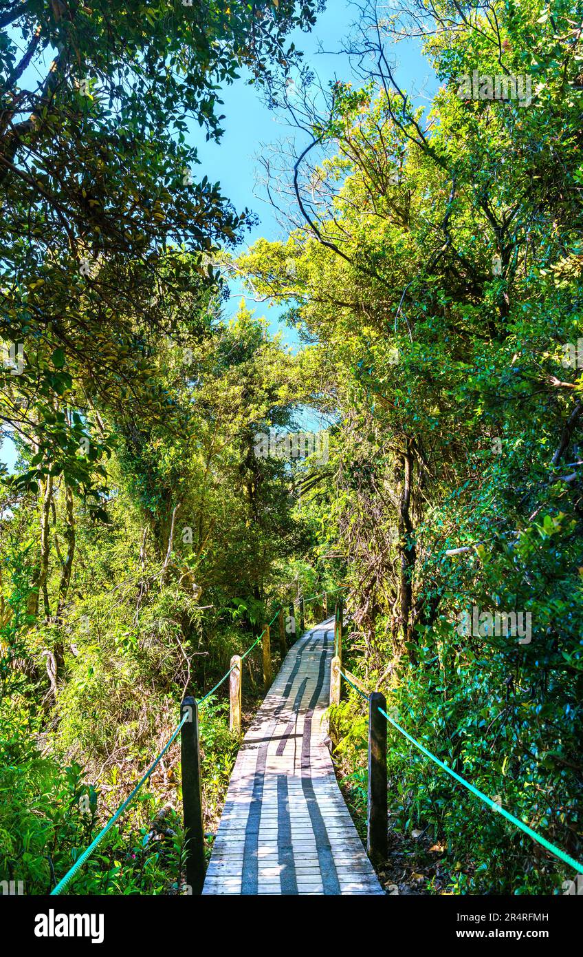 Footpath at Poas Volcano National Park in Costa Rica, Central America ...