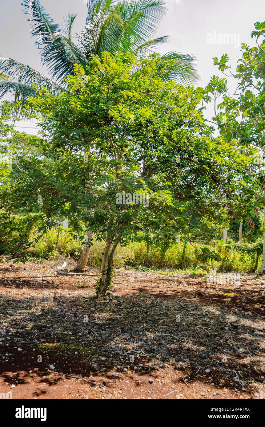 Sweetsop Tree Shadows Stock Photo - Alamy