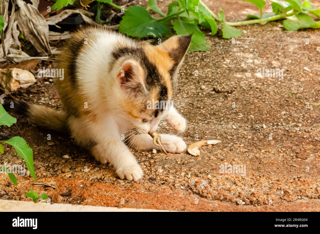 Lizard eating plant hi-res stock photography and images - Alamy