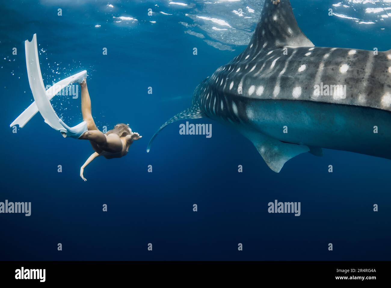 Young woman swim with Whale shark in deep blue ocean. Silhouette of ...