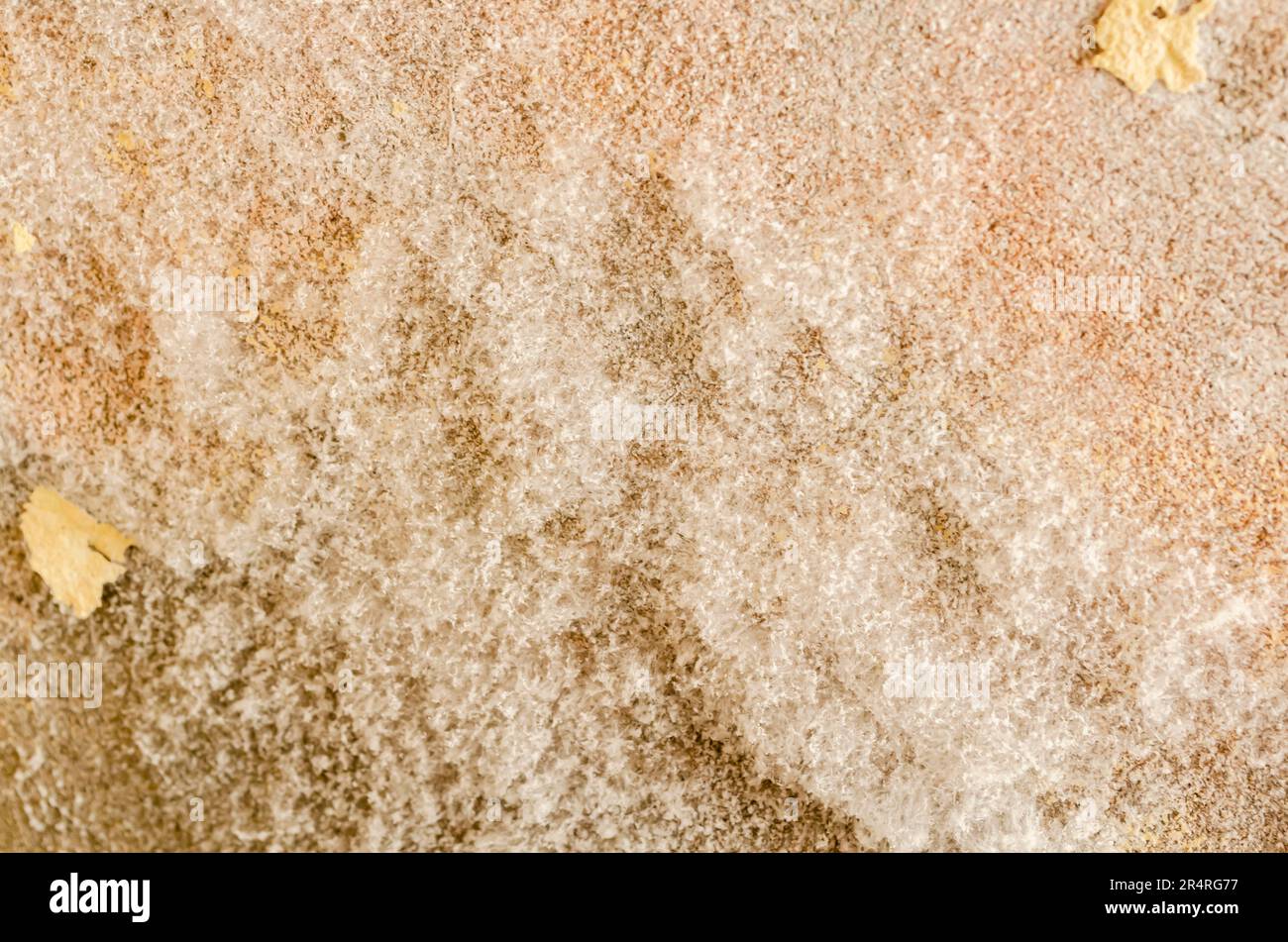 Efflorescence hi-res stock photography and images - Alamy
