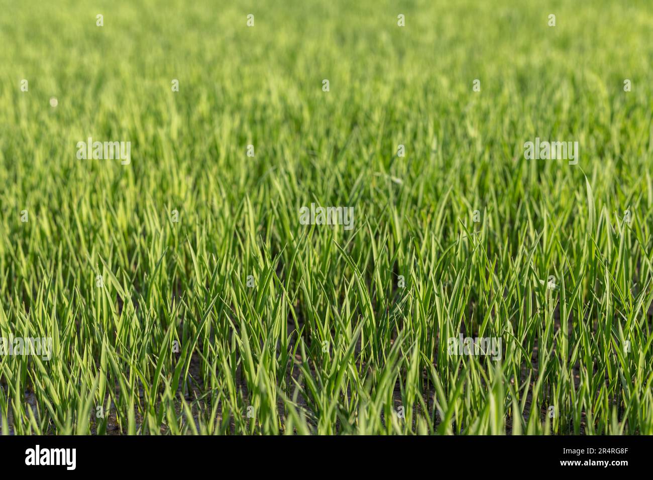 Rice seedlings ready to be transferred to the paddy field for rice crop ...