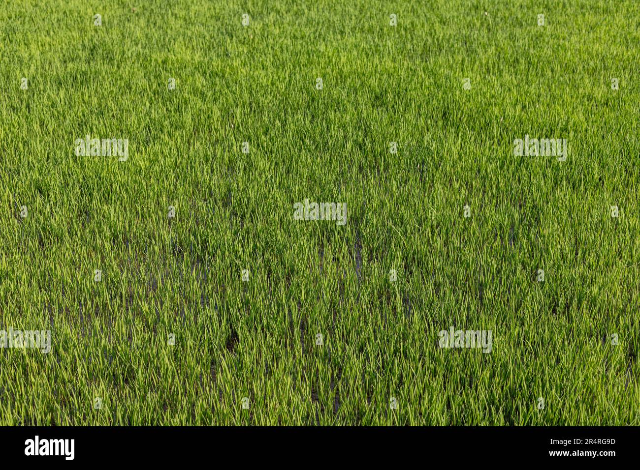 Green rice seedlings texture background Stock Photo - Alamy