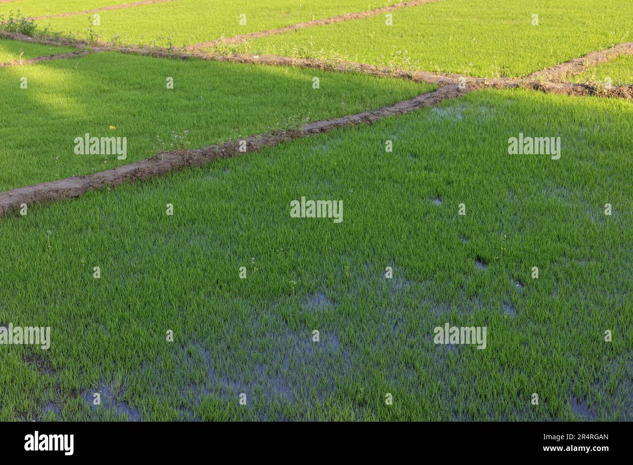Cultivation of rice crop in the village Stock Photo - Alamy