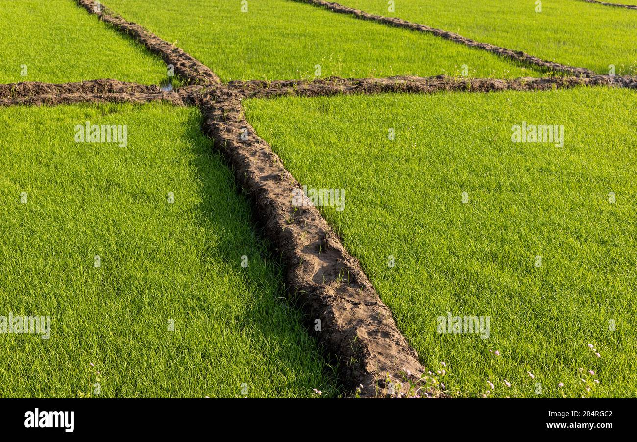 Rice seed germination hi-res stock photography and images - Alamy