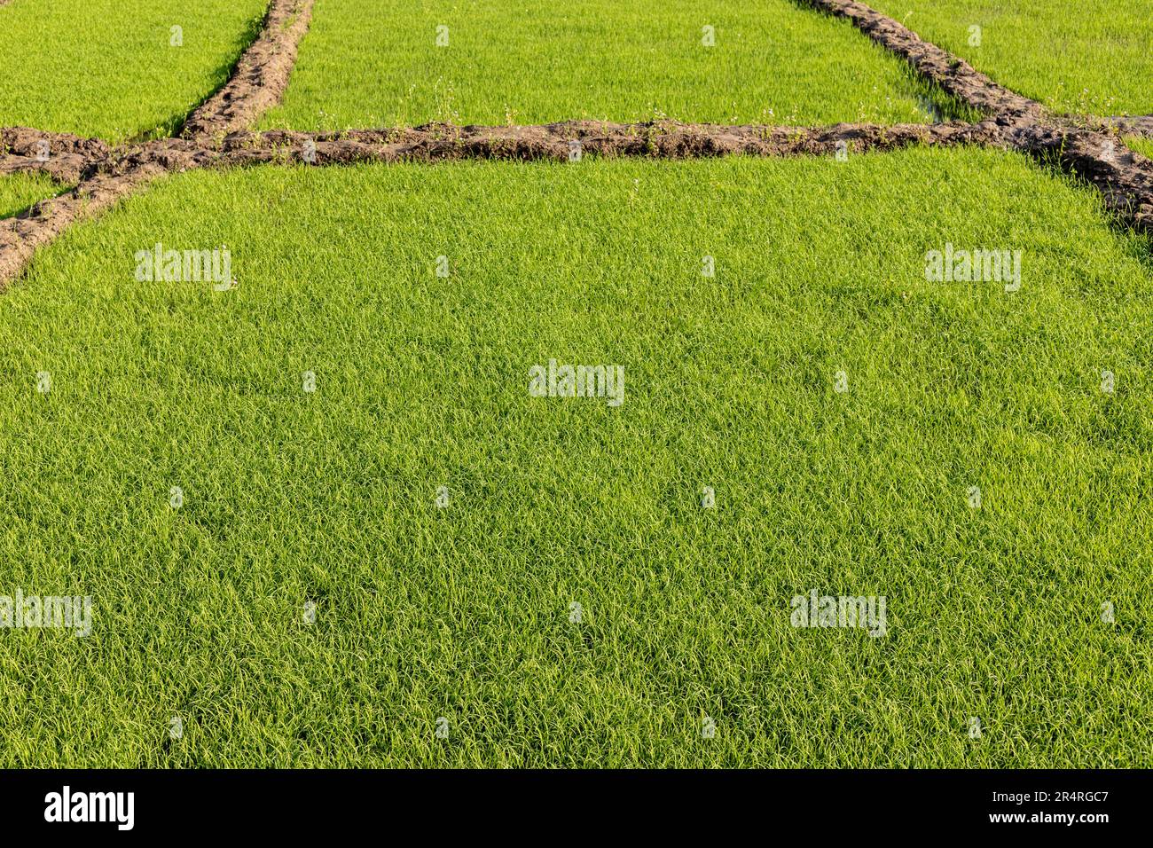 Rice seed germination hi-res stock photography and images - Alamy