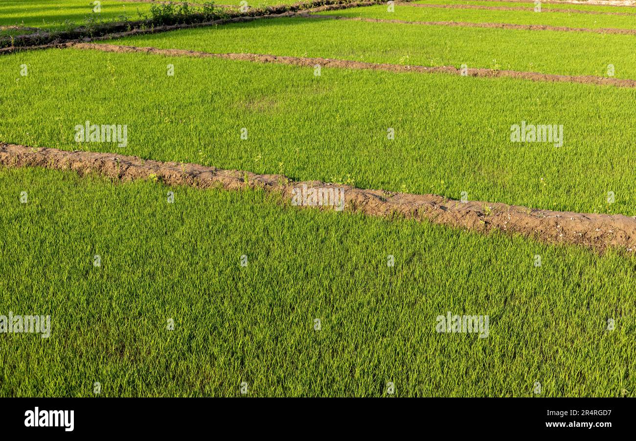 Agriculture phase hi-res stock photography and images - Alamy
