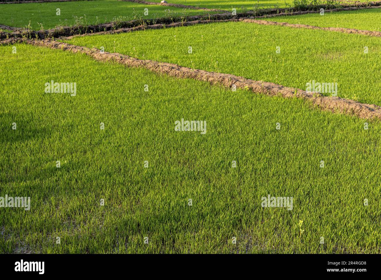 Rice crop in the early stage of life Stock Photo - Alamy