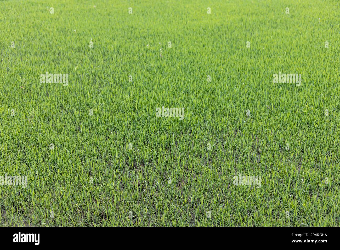 Rice seedlings plant texture background Stock Photo - Alamy