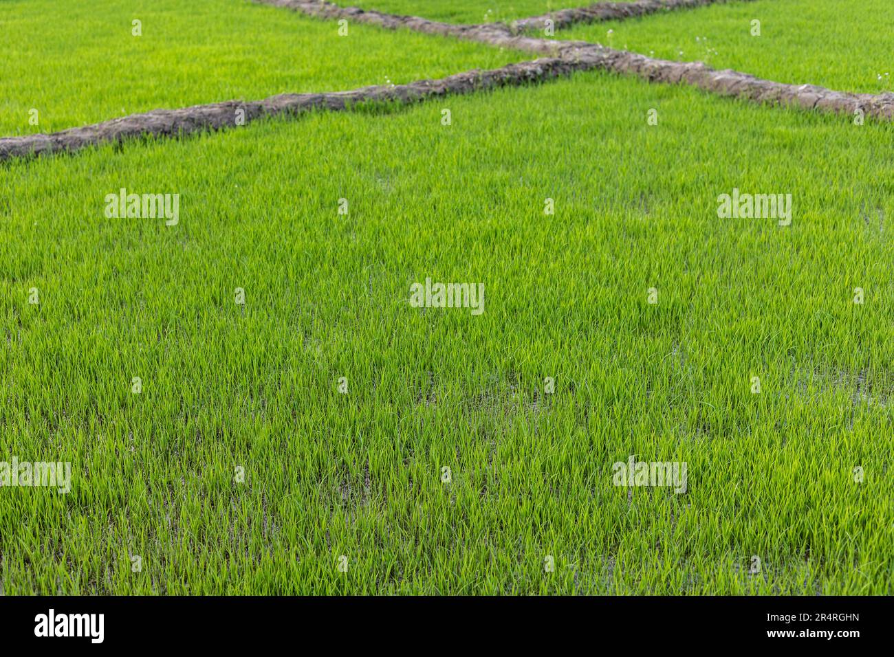 Rice seedlings growing in the fields in the early phase of its growth ...